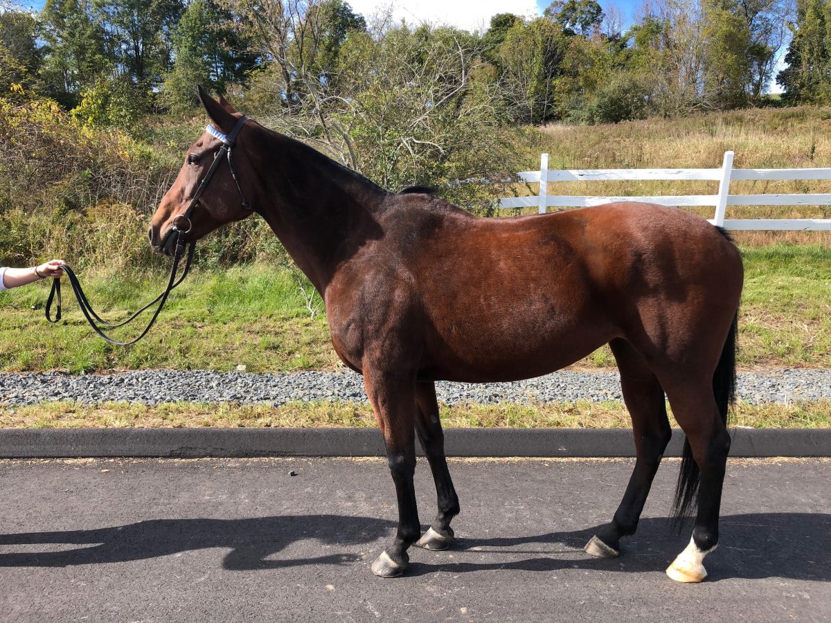 Our Horses | UConn Polo Club