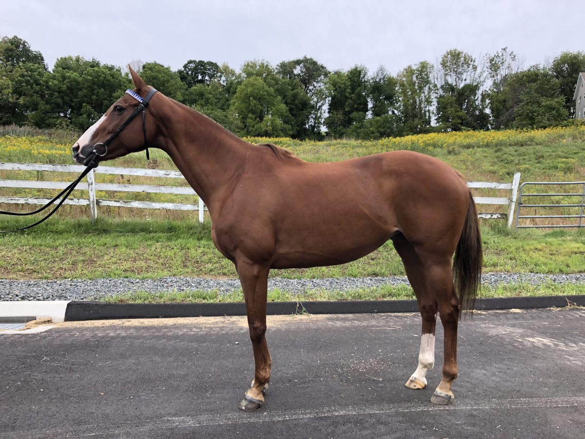 Our Horses | UConn Polo Club