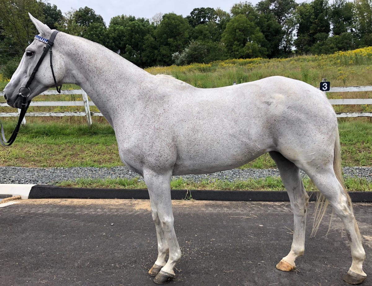 Our Horses | UConn Polo Club