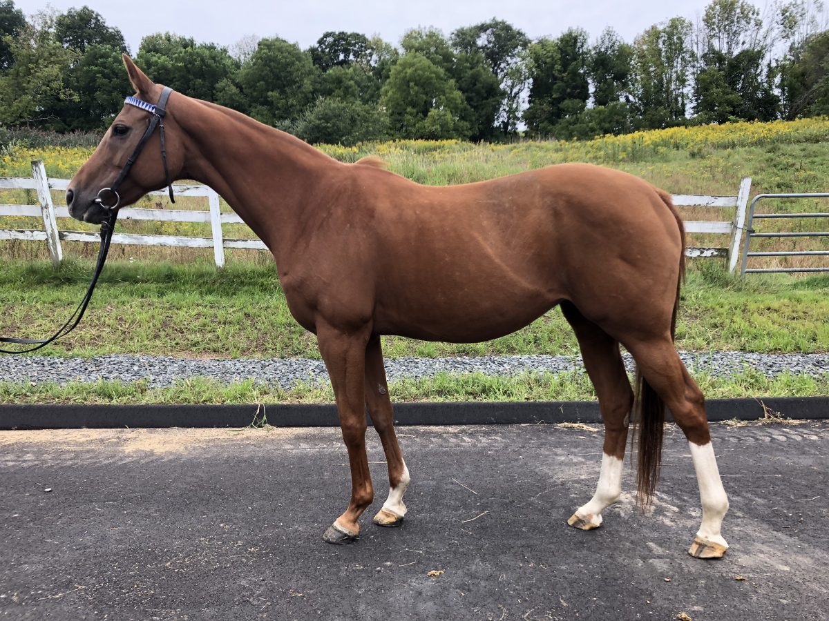 Our Horses | UConn Polo Club