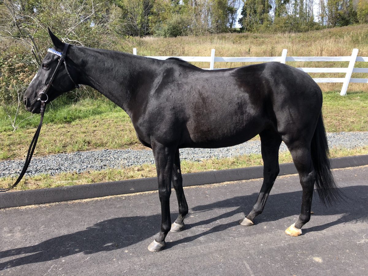 Our Horses | UConn Polo Club